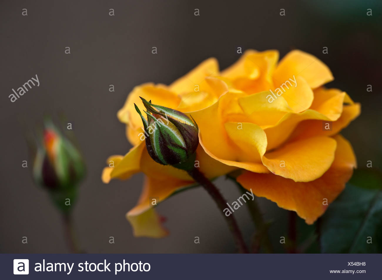 Rose Sepal Stock Photos & Rose Sepal Stock Images - Alamy
