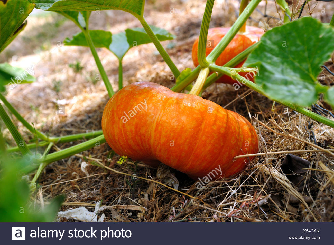 Cinderella Pumpkin Stock Photos & Cinderella Pumpkin Stock Images - Alamy