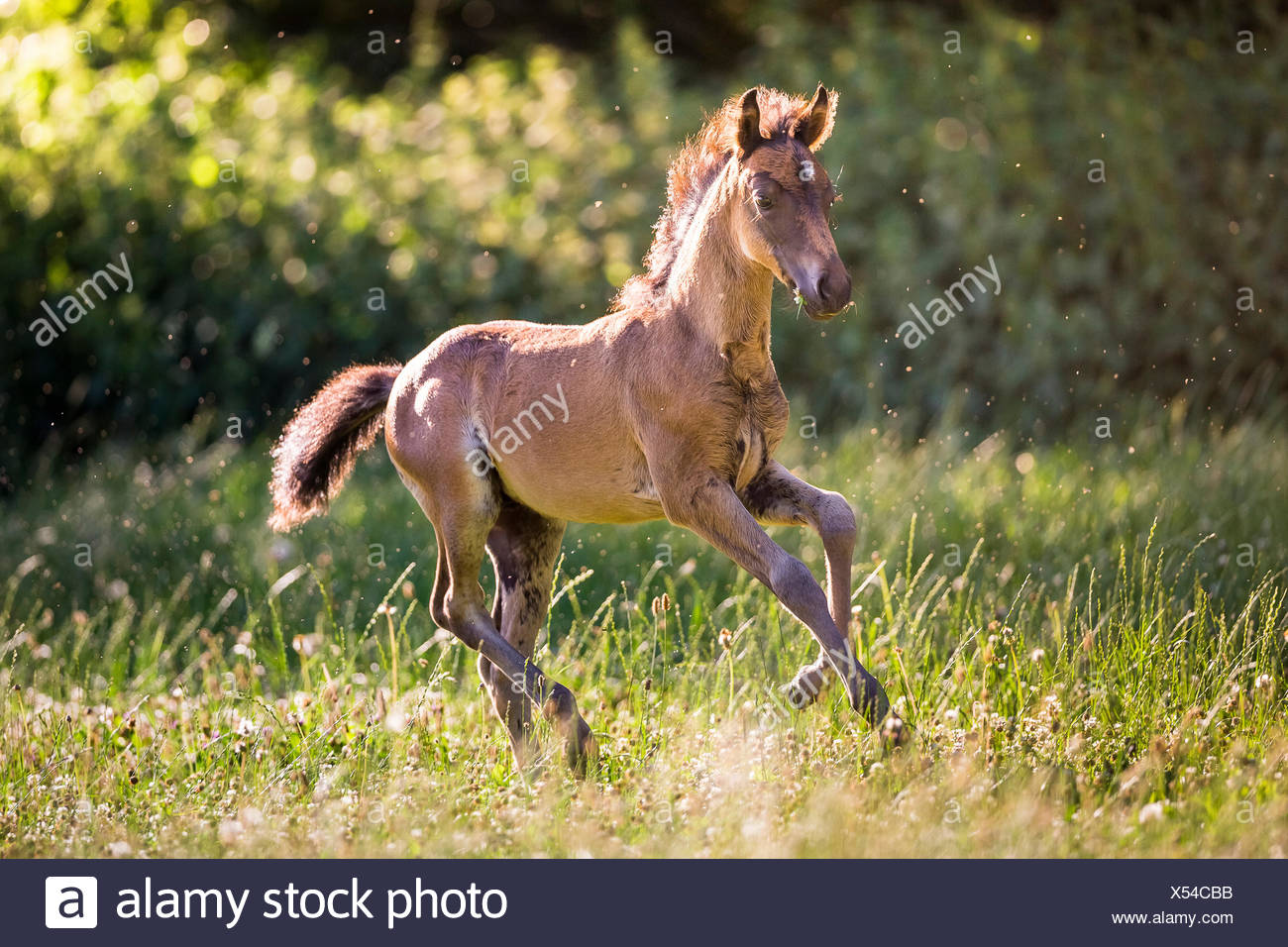 Colt High Resolution Stock Photography and Images - Alamy