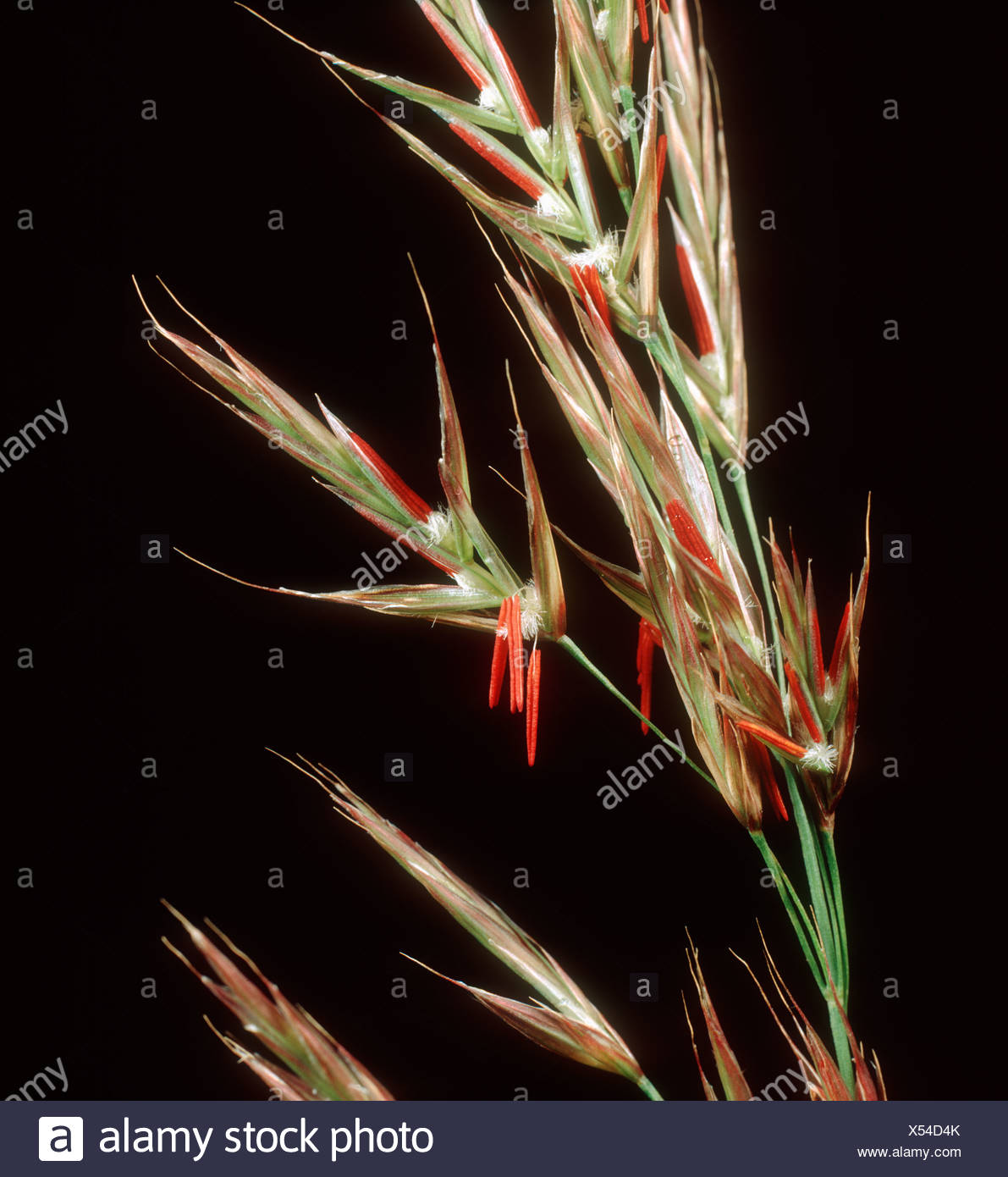 Bromus Erectus High Resolution Stock Photography and Images - Alamy
