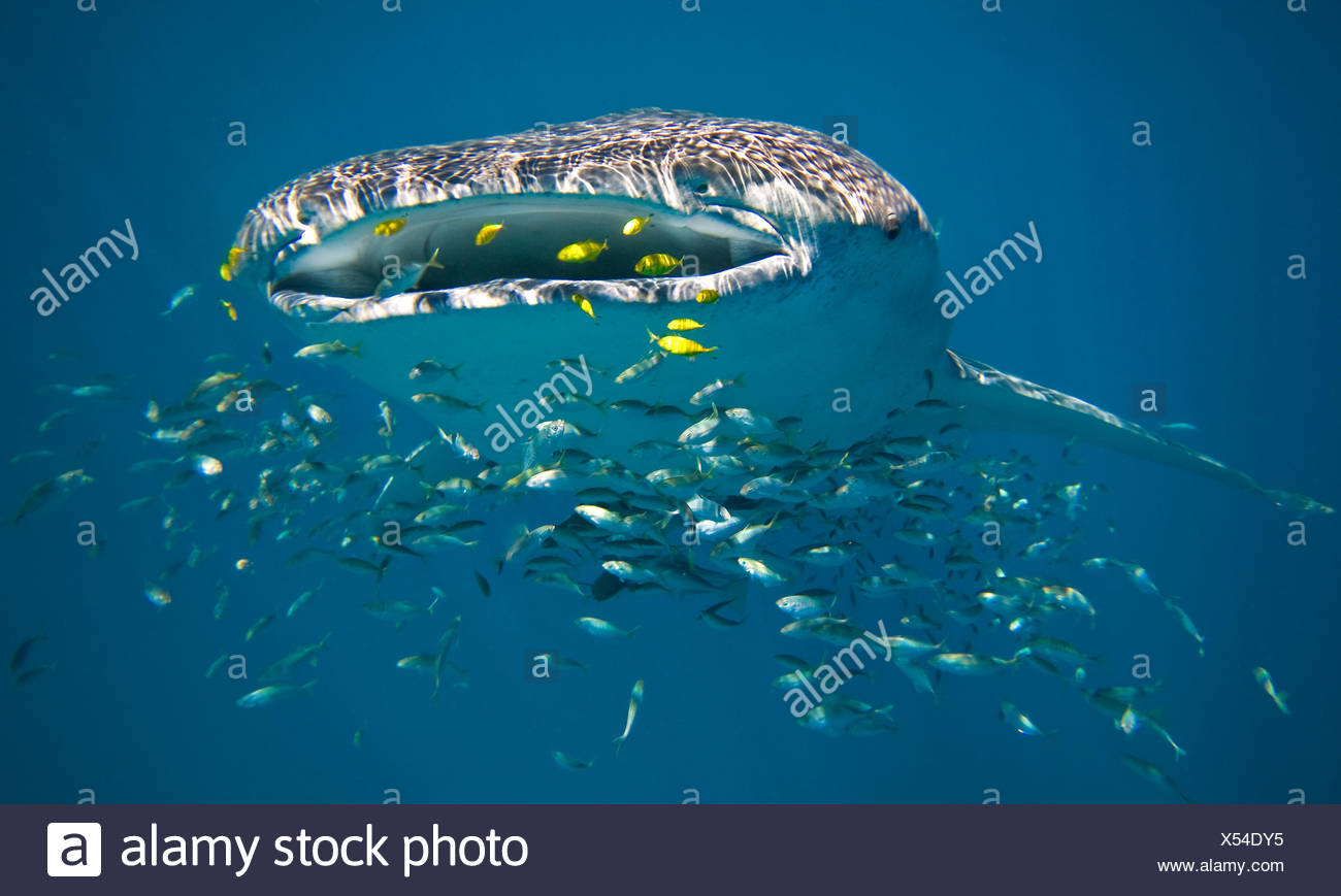 Whale Shark Australia High Resolution Stock Photography and Images - Alamy