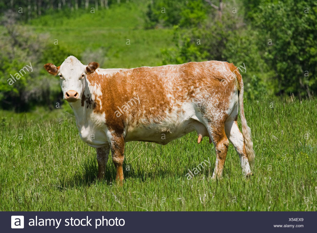 Beef Shorthorn Cow High Resolution Stock Photography and Images - Alamy