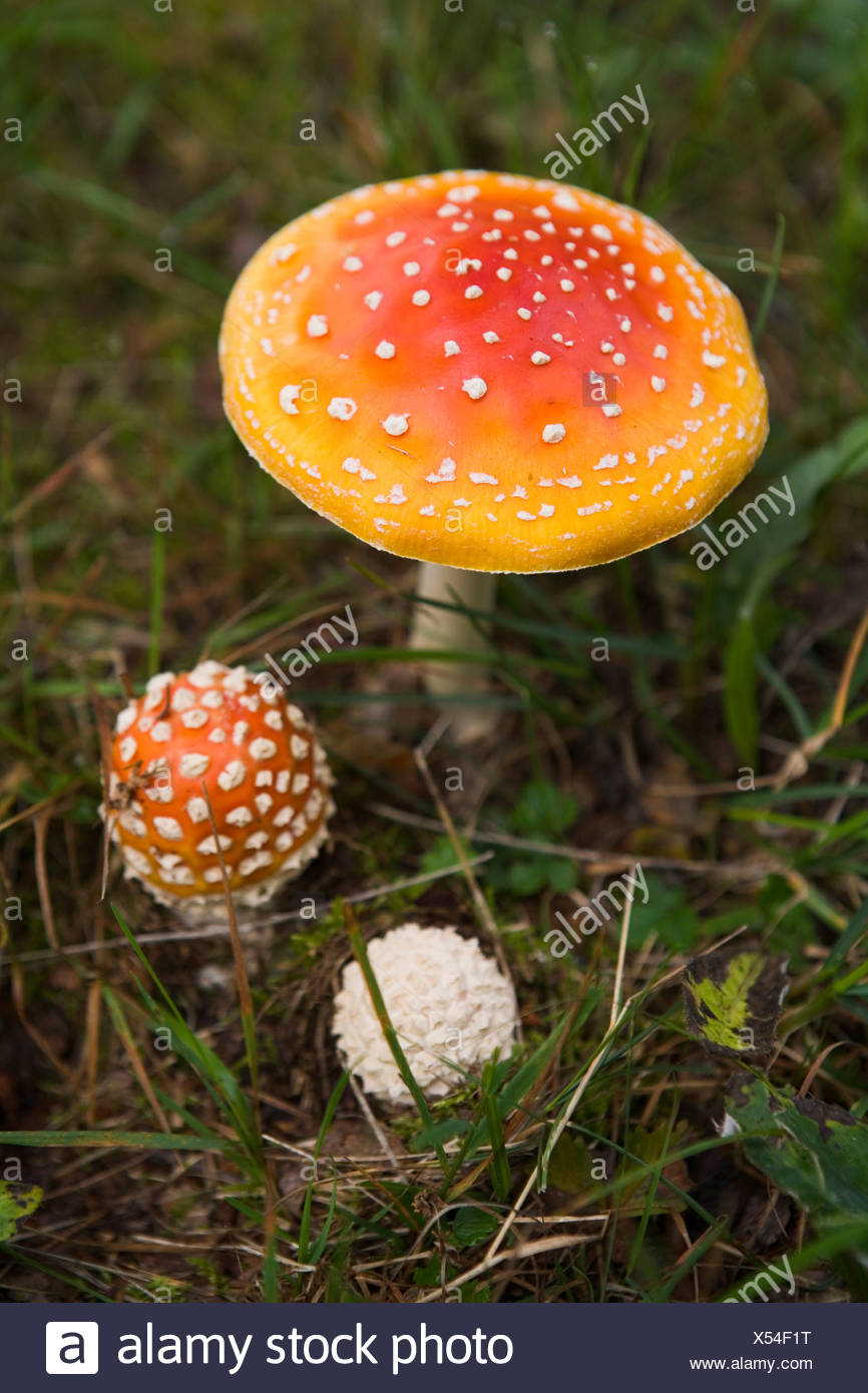 Toadstools In Grass High Resolution Stock Photography and Images - Alamy