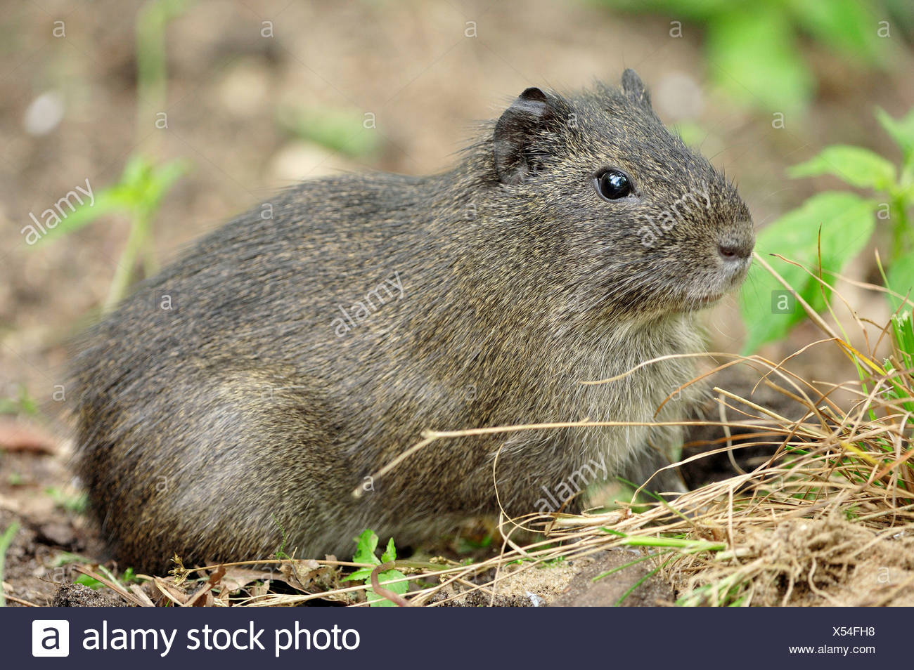 Wild Guinea Pig Stock Photos & Wild Guinea Pig Stock Images - Alamy