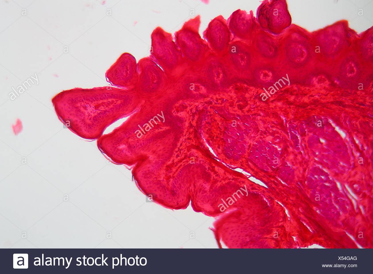 Human Body Tongue Taste Body High Resolution Stock Photography and ...