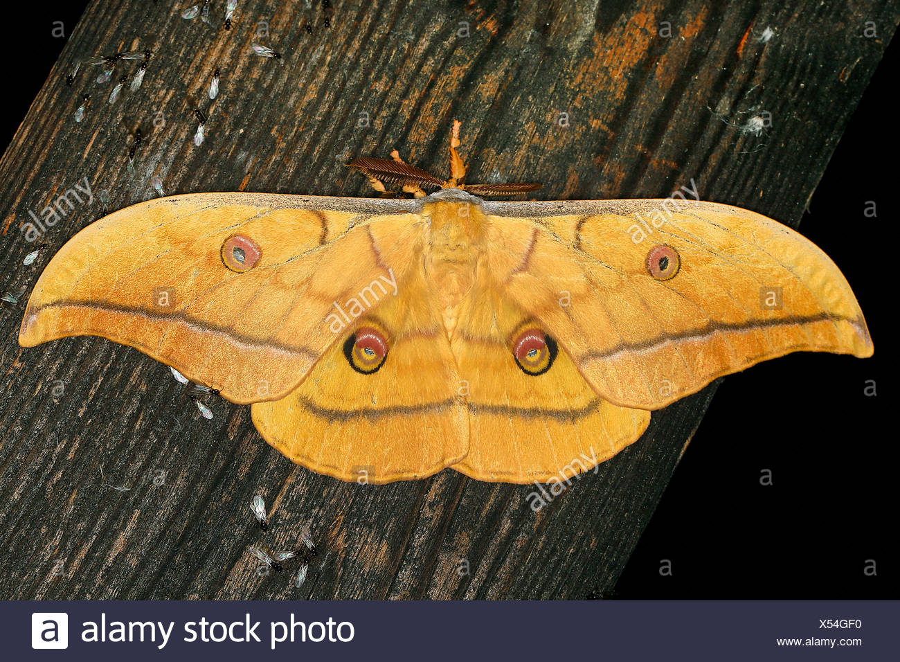 Japanese Moth High Resolution Stock Photography and Images - Alamy
