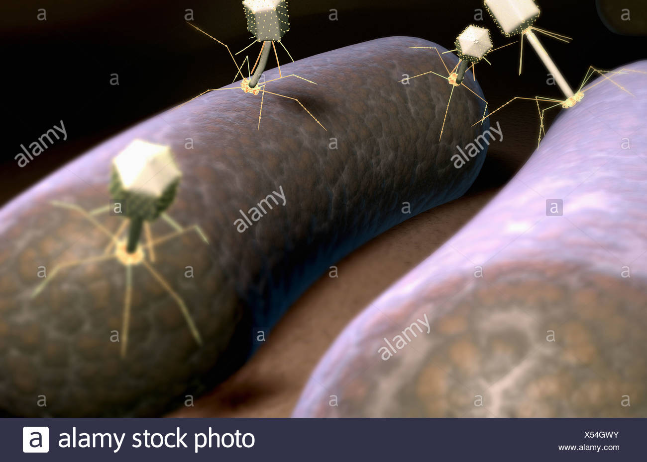 Enterobacteria Phage T4 High Resolution Stock Photography and Images - Alamy