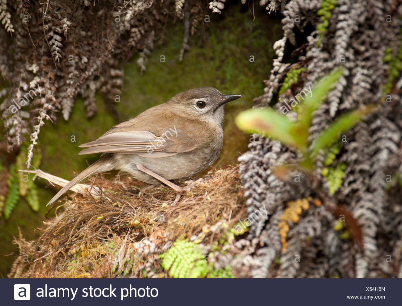 Thrush Nest High Resolution Stock Photography and Images - Alamy