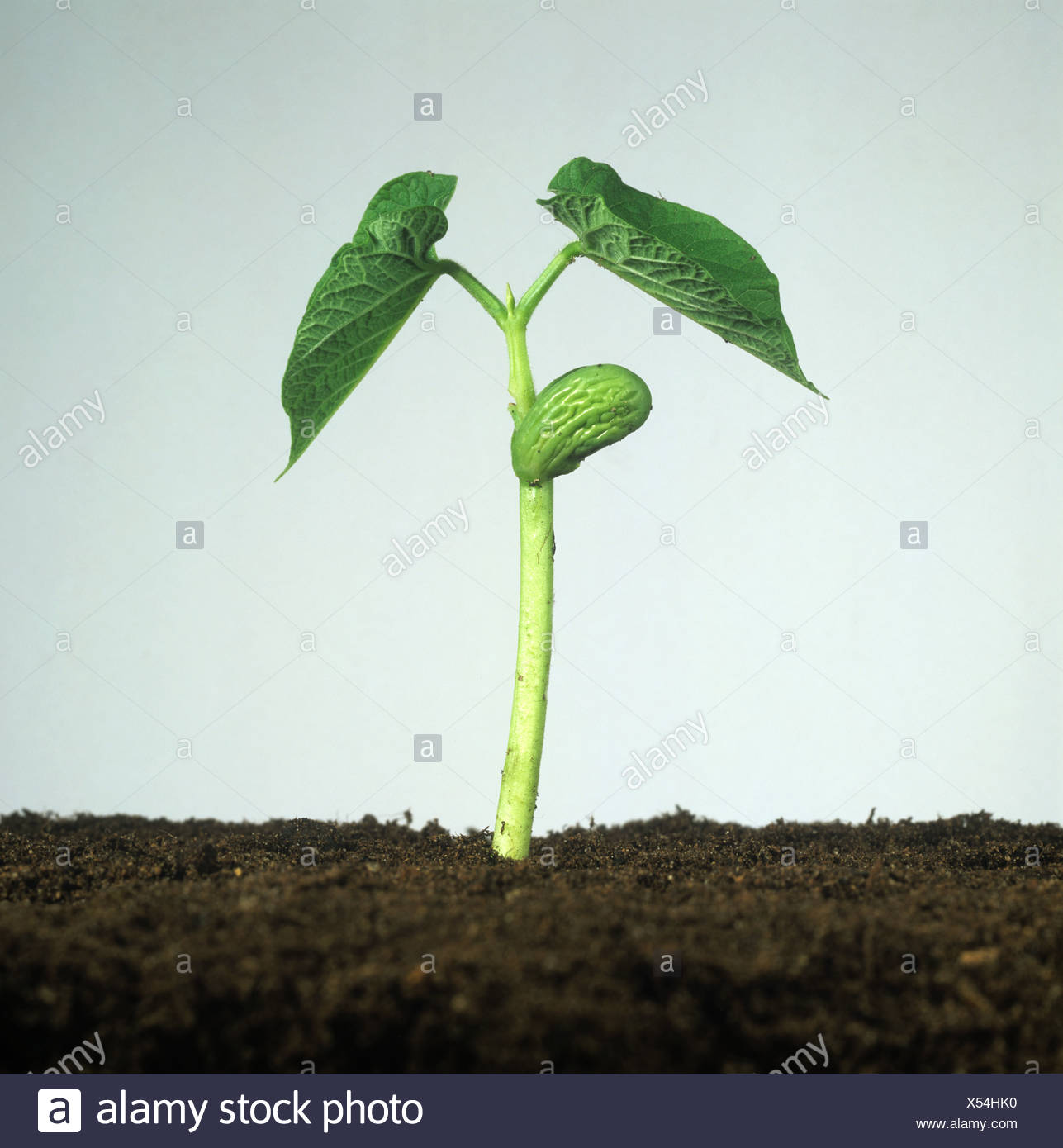 Phaseolus Vulgaris Seedling High Resolution Stock Photography and ...