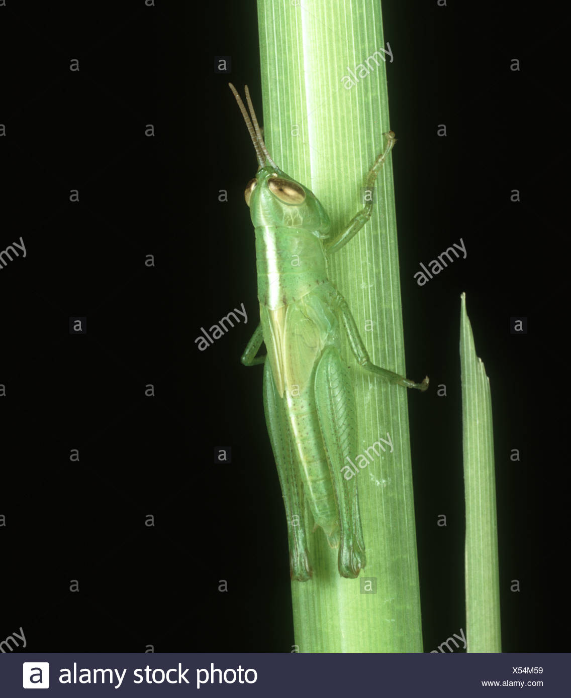 Oxya High Resolution Stock Photography and Images - Alamy