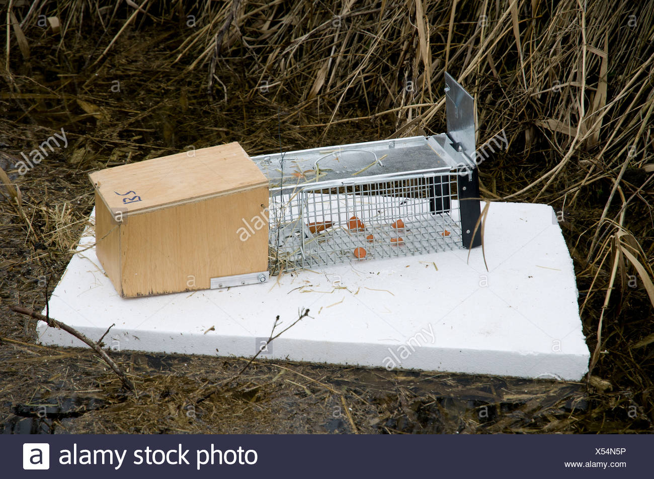 Trapping Voles High Resolution Stock Photography and Images - Alamy