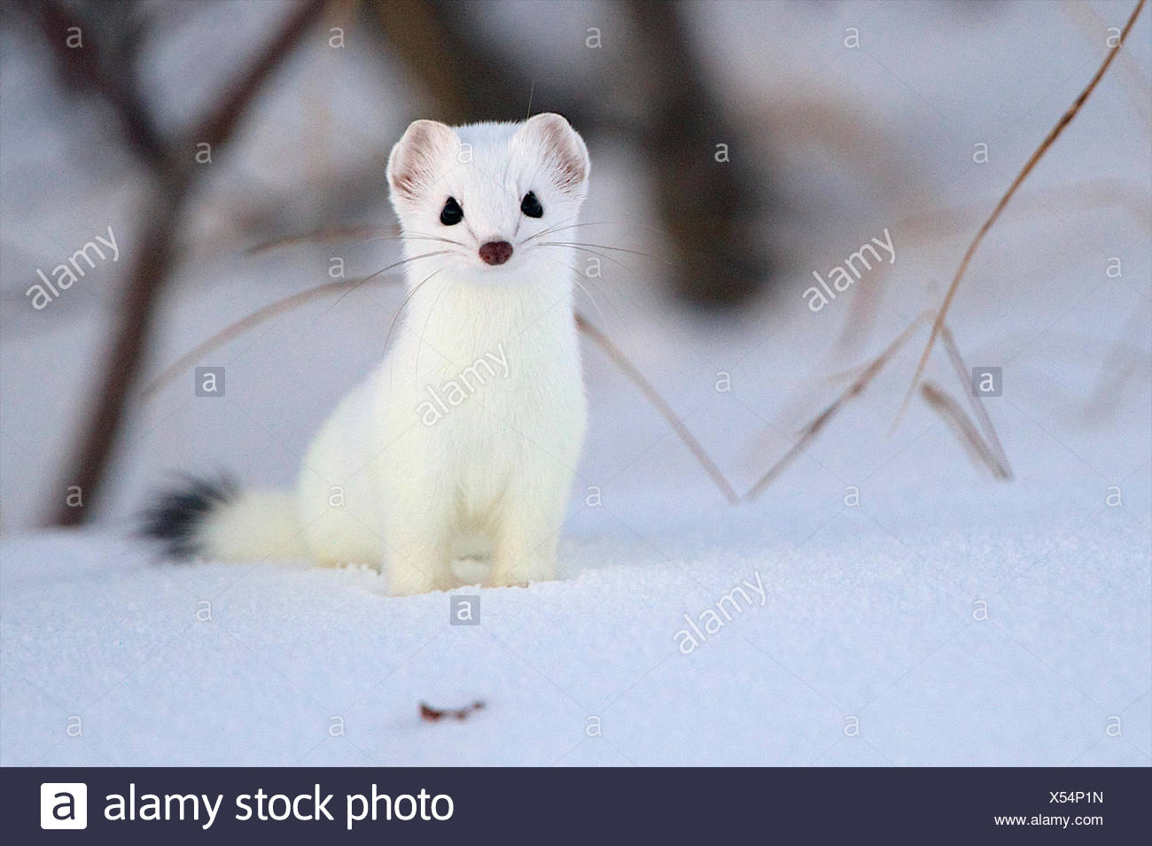 The Ermine Portrait Stock Photos & The Ermine Portrait Stock Images - Alamy