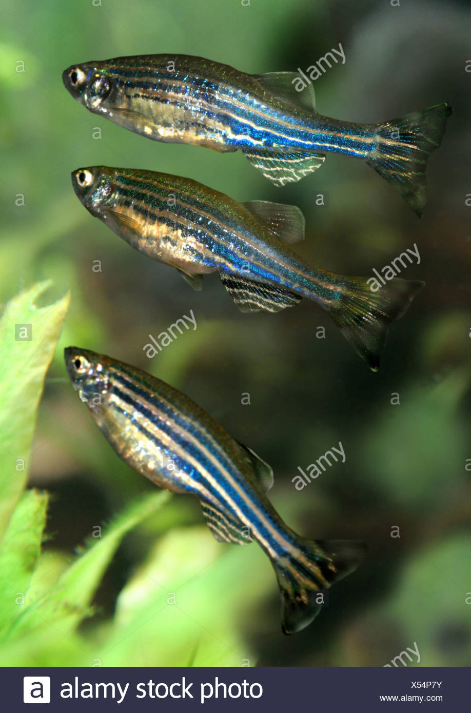 Brachydanio Rerio High Resolution Stock Photography and Images - Alamy