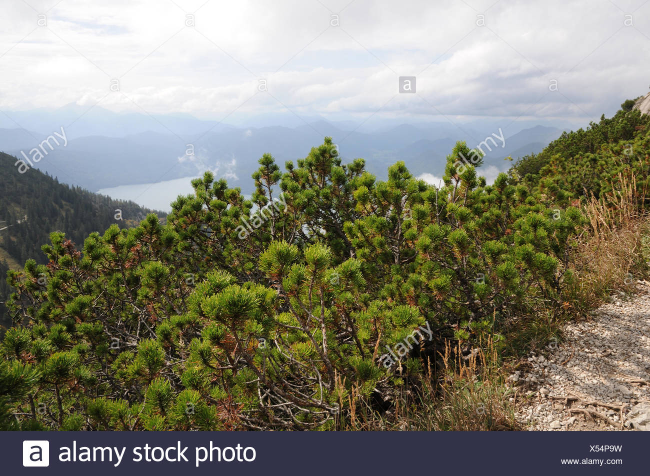 Scrub Pine Tree High Resolution Stock Photography and Images - Alamy