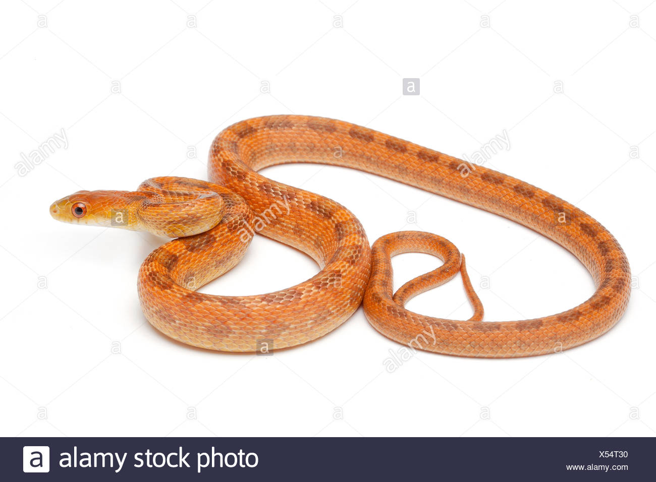 Everglades Rat Snake High Resolution Stock Photography and Images - Alamy