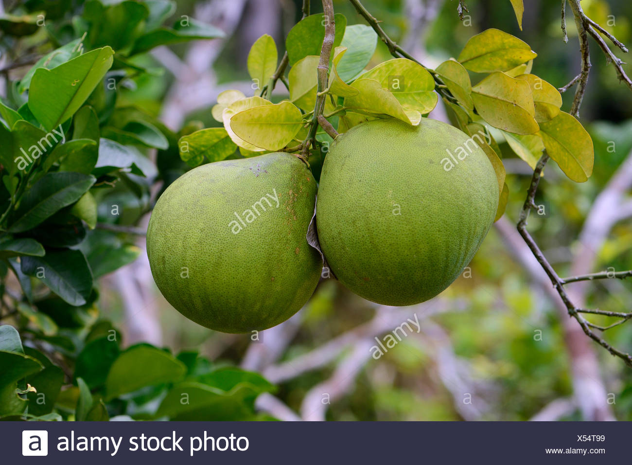 Sp Tree High Resolution Stock Photography and Images - Alamy