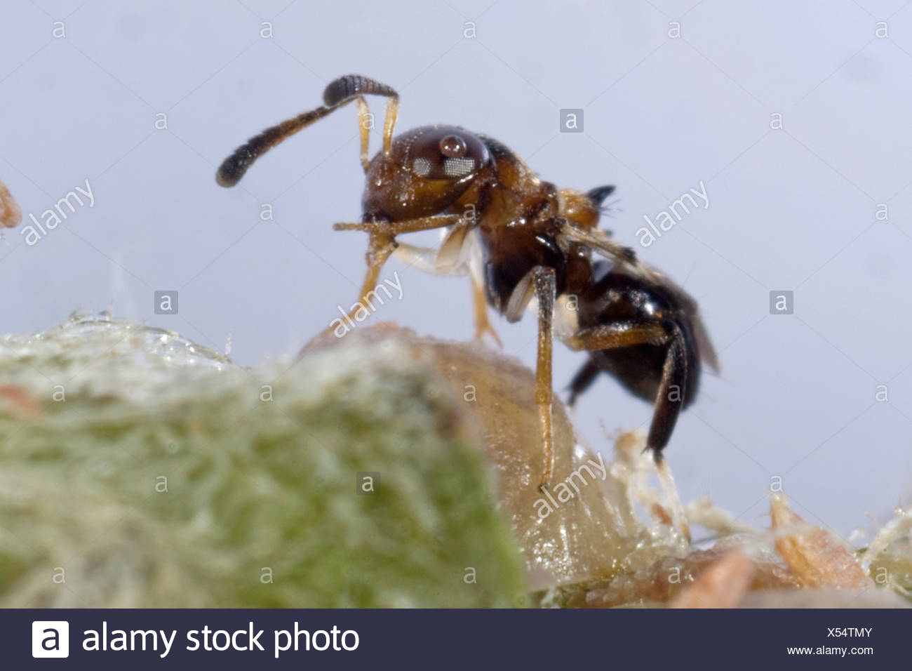 Coffeae High Resolution Stock Photography and Images - Alamy