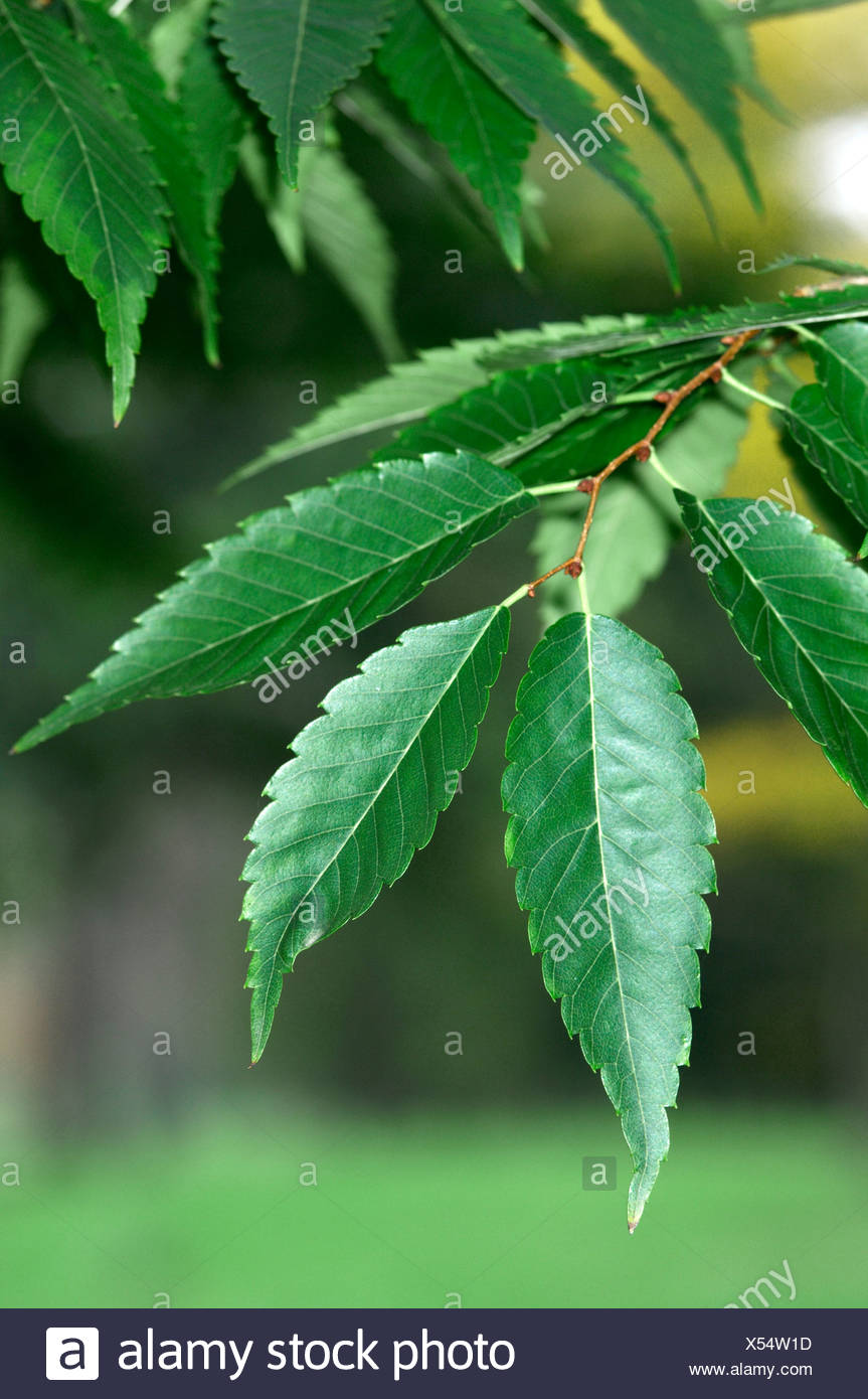 Zelkova Serrata Tree High Resolution Stock Photography and Images - Alamy