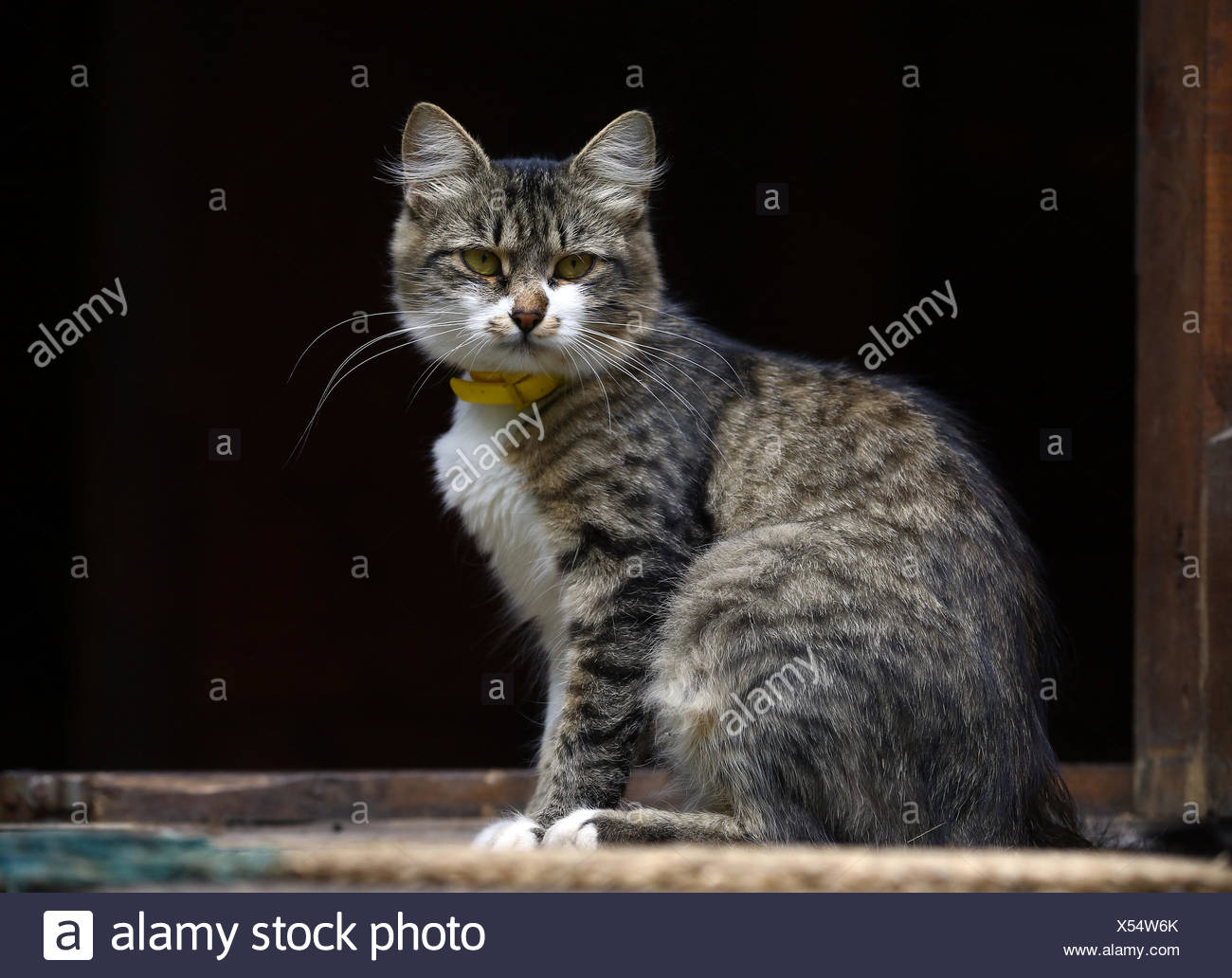 Housecat High Resolution Stock Photography and Images - Alamy