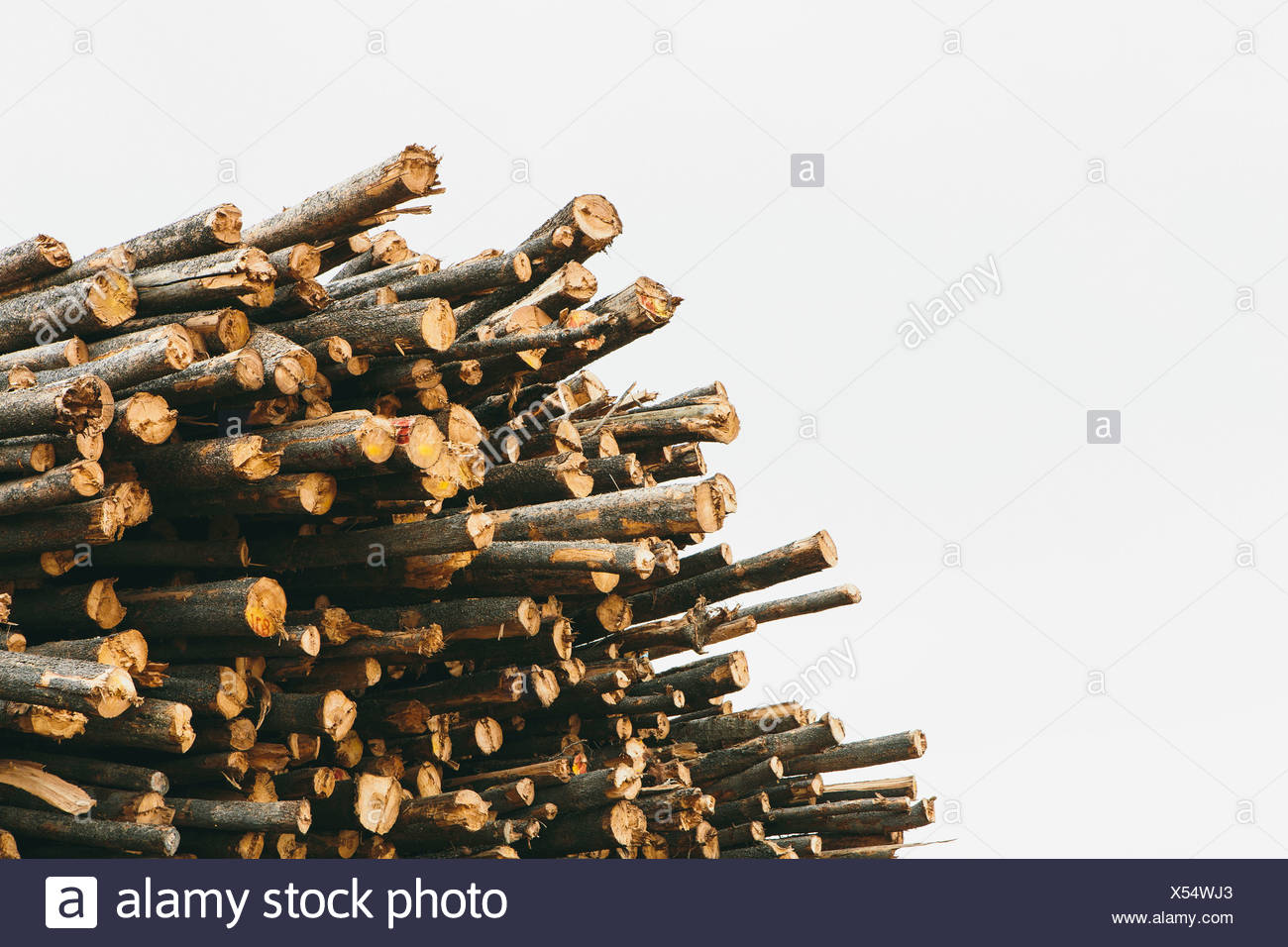 Pine Log High Resolution Stock Photography and Images - Alamy