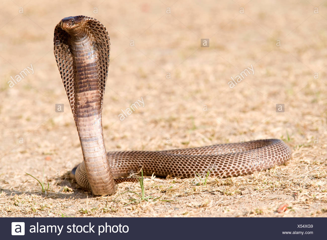 Egyptian Cobra Naja Haje High Resolution Stock Photography and Images ...