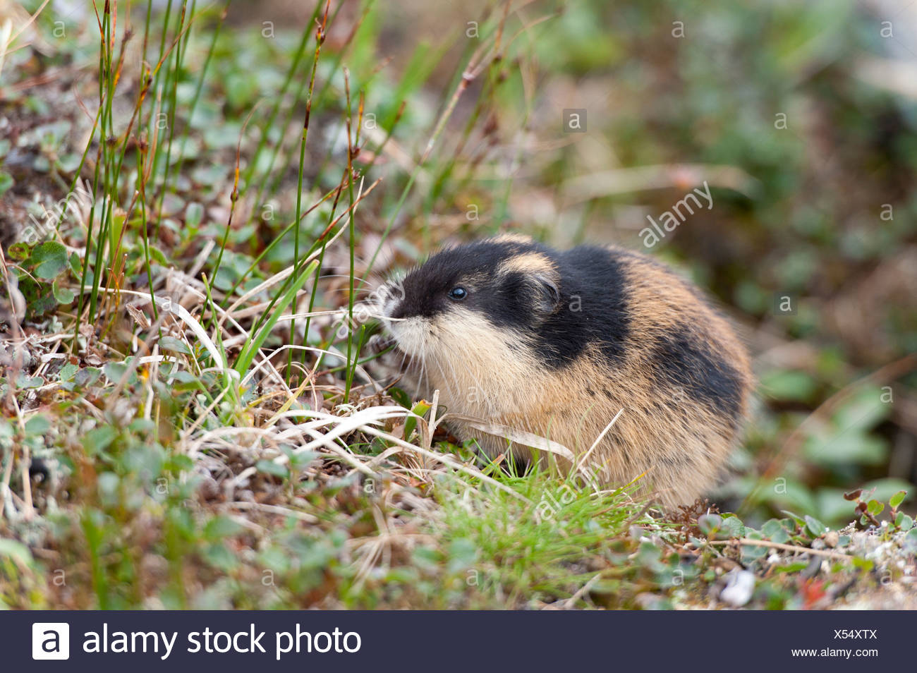 Lemmings Lemming High Resolution Stock Photography and Images - Alamy