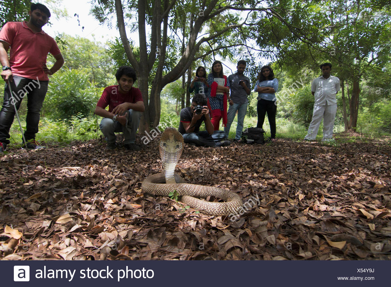 Venomous Snakes Of India High Resolution Stock Photography and Images ...