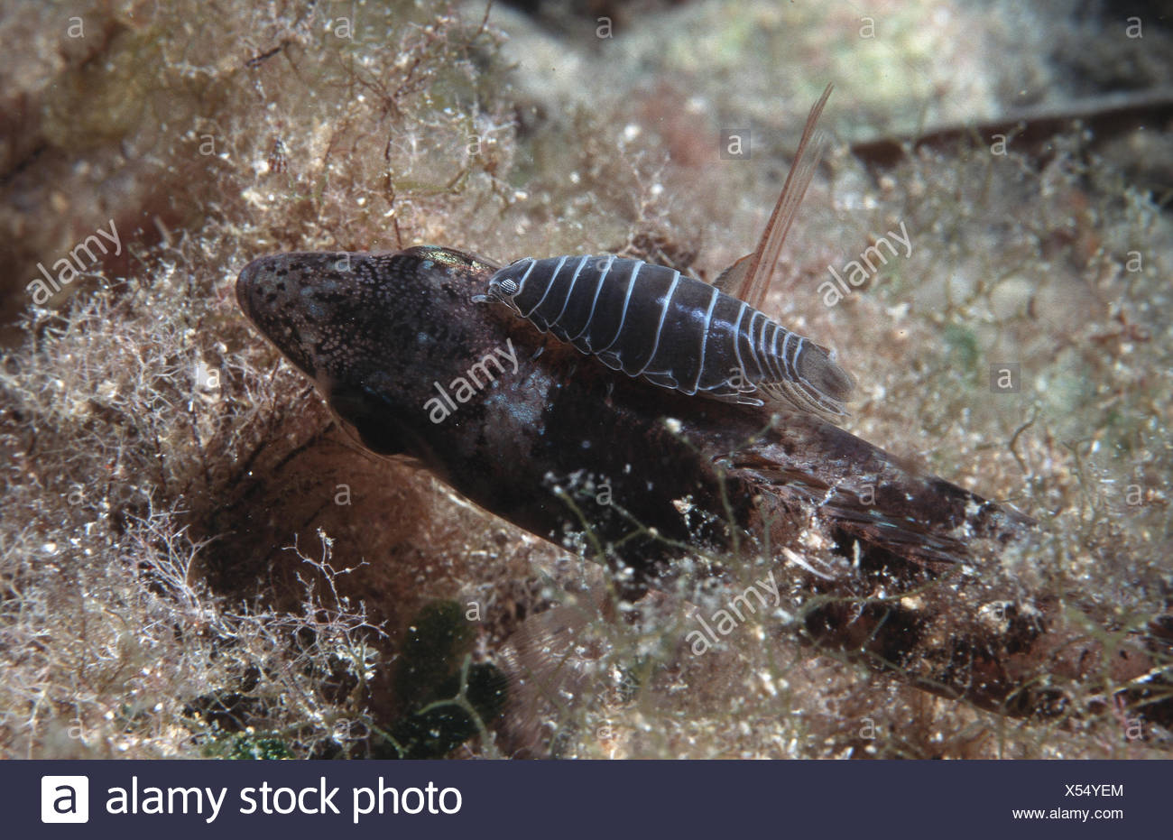 Ektoparasit High Resolution Stock Photography and Images - Alamy