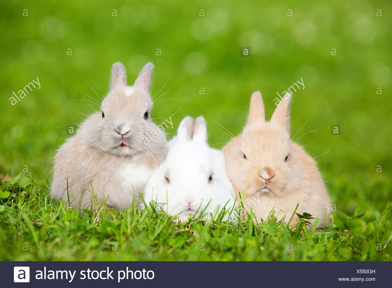 Three Rabbits High Resolution Stock Photography and Images - Alamy