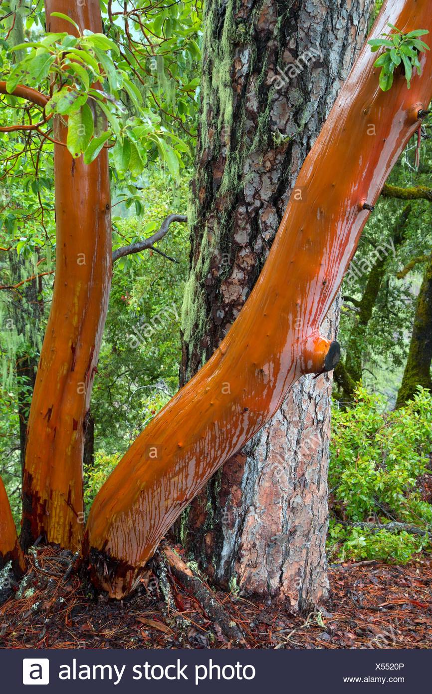 Pacific Madrone High Resolution Stock Photography and Images - Alamy