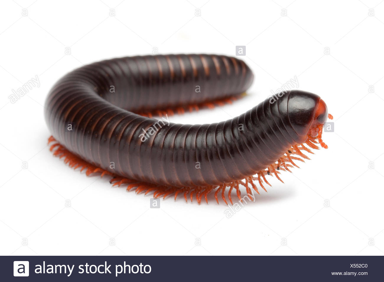Millipede White Background High Resolution Stock Photography and Images ...
