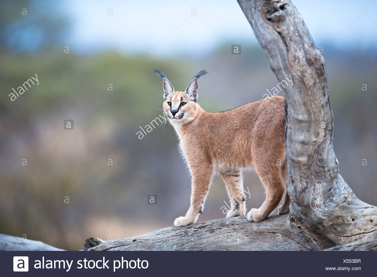 Caracal Standing High Resolution Stock Photography and Images - Alamy