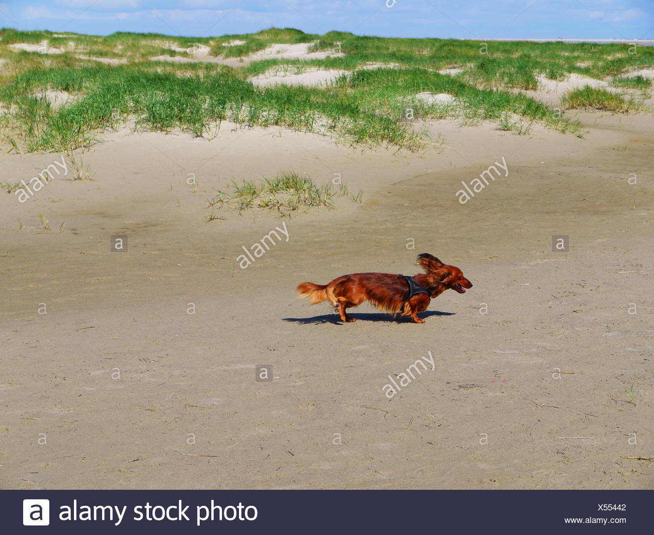 Dachshund At Beach High Resolution Stock Photography and Images - Alamy