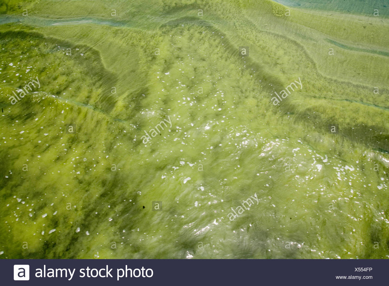 Phytoplankton Bloom High Resolution Stock Photography and Images - Alamy
