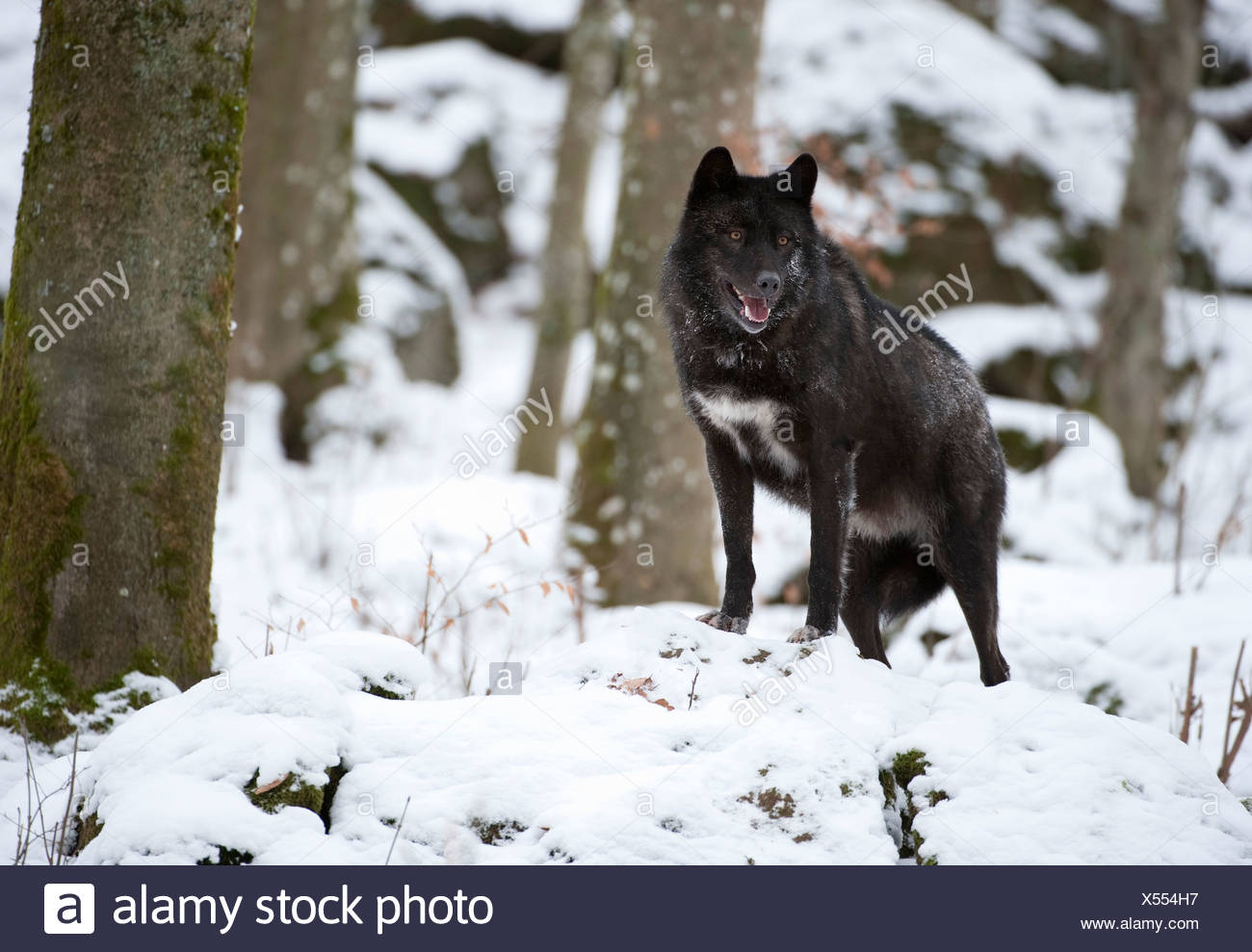 Eastern Wolf High Resolution Stock Photography and Images - Alamy
