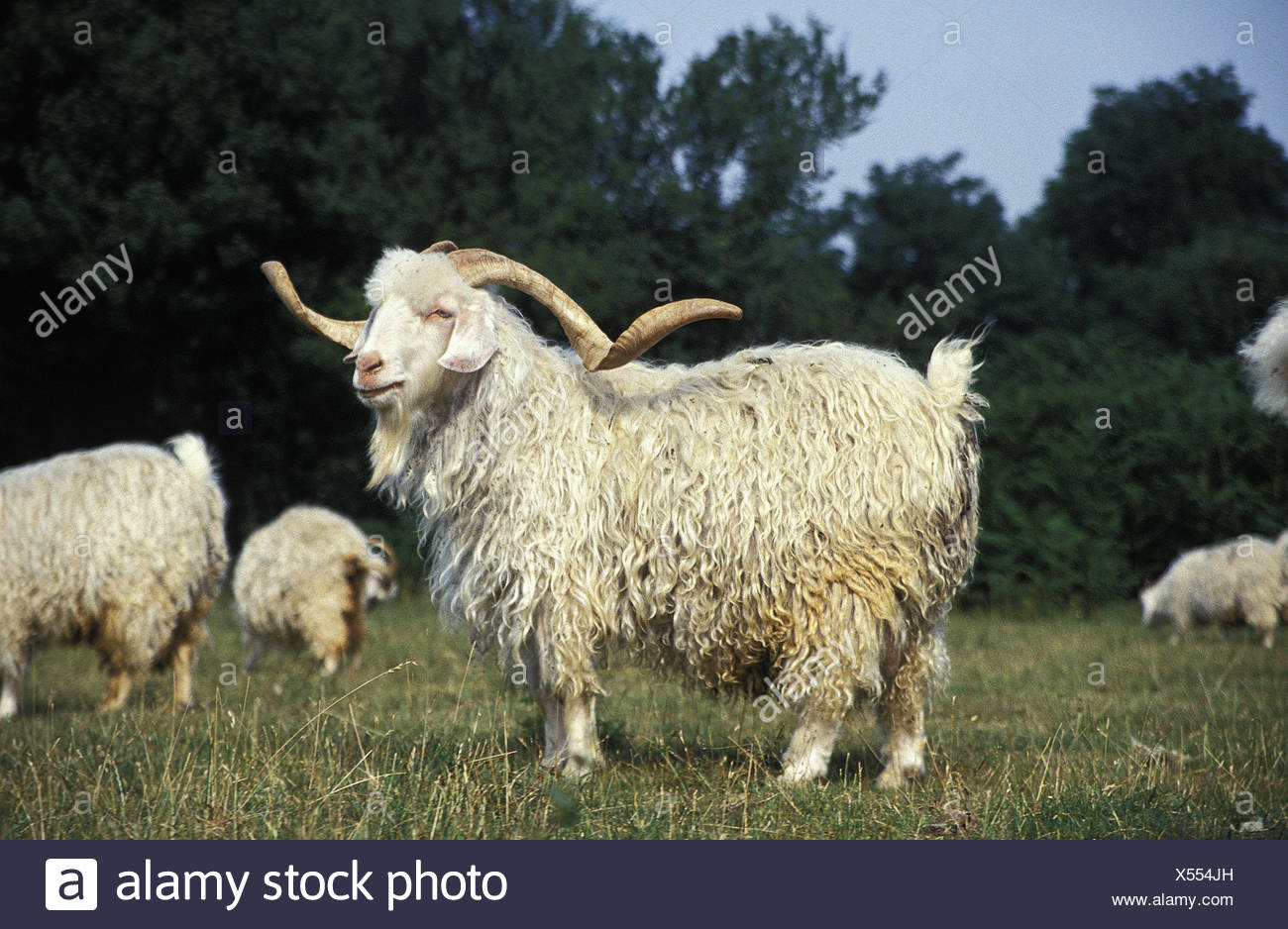 Angora Wool Goats High Resolution Stock Photography and Images - Alamy