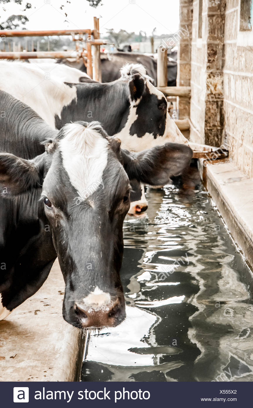 Cattle Drinking Trough High Resolution Stock Photography and Images - Alamy