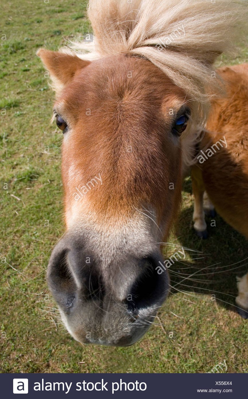 Shetland Pony Face High Resolution Stock Photography and Images - Alamy