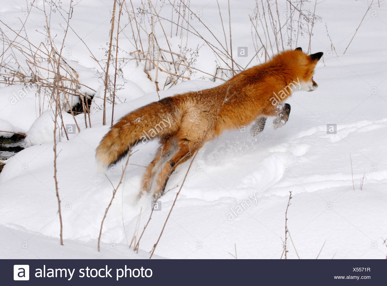 Rear View Of Foxes High Resolution Stock Photography and Images - Alamy