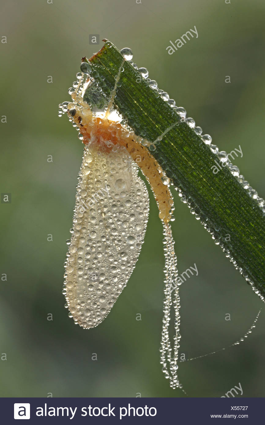 Fishflies High Resolution Stock Photography and Images - Alamy
