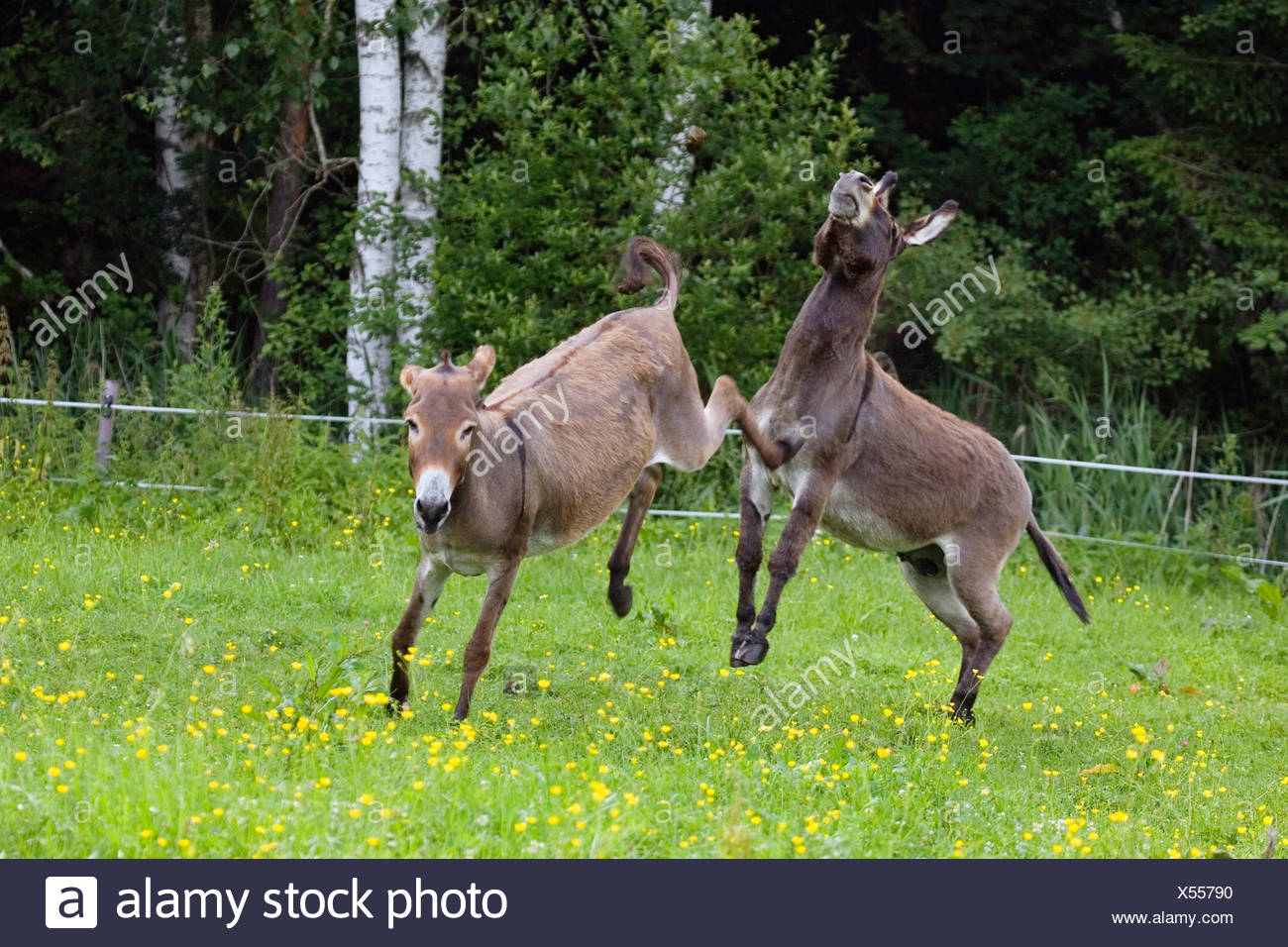 Donkey Kick High Resolution Stock Photography and Images - Alamy