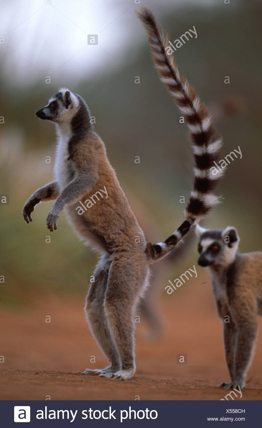 Ring Tailed Lemur Lemur Catta Standing High Resolution Stock ...