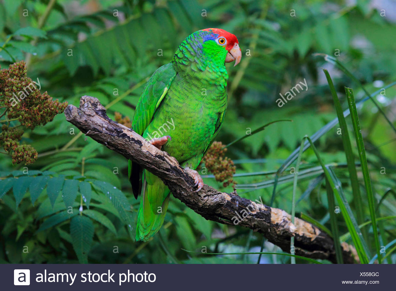Amazons Birds High Resolution Stock Photography and Images - Alamy