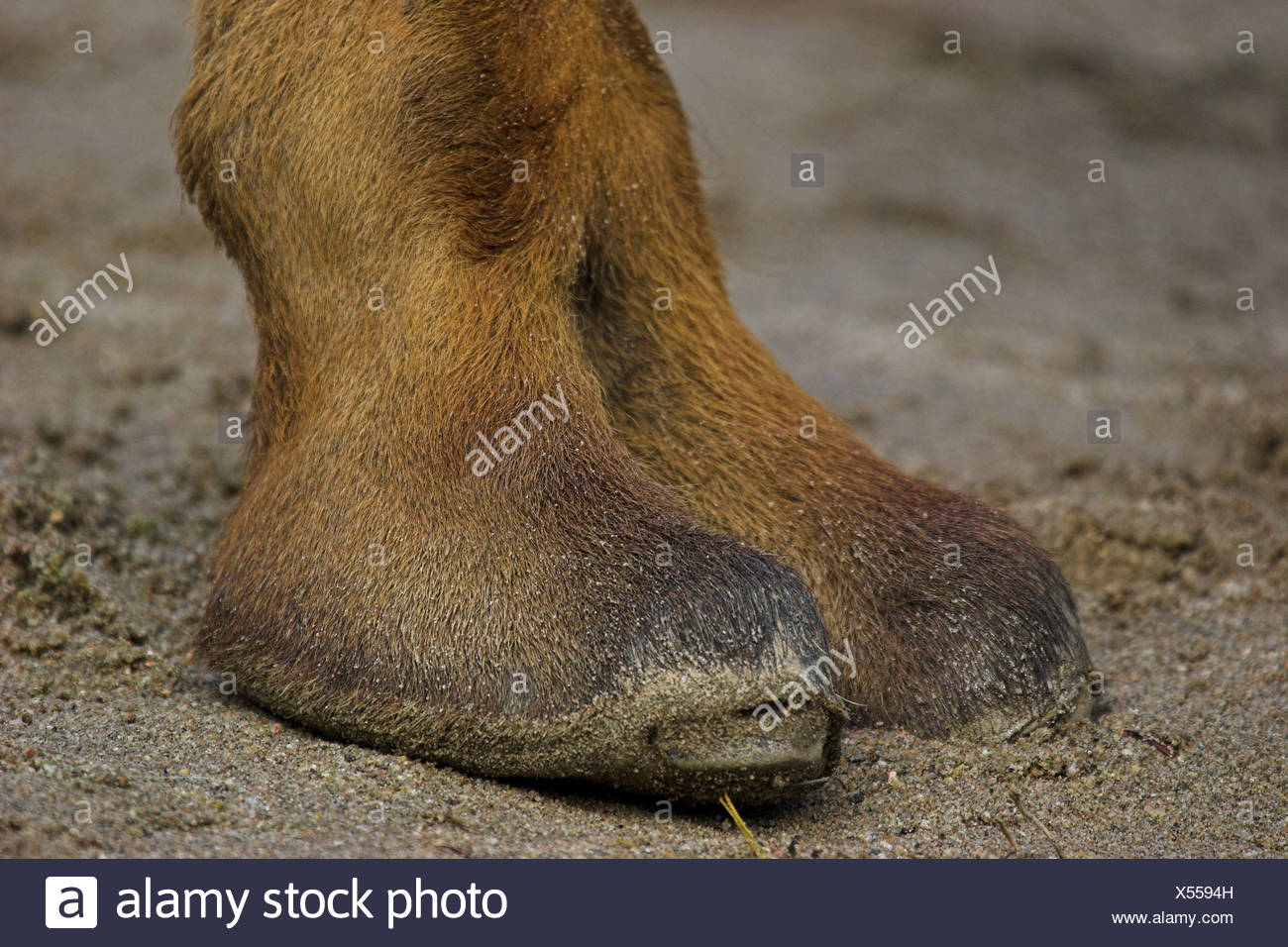 Camel Foot Close Up High Resolution Stock Photography and Images - Alamy