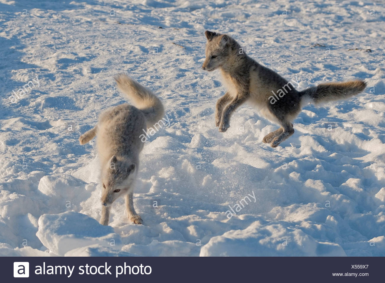 Arctic Fox Jumping High Resolution Stock Photography and Images - Alamy