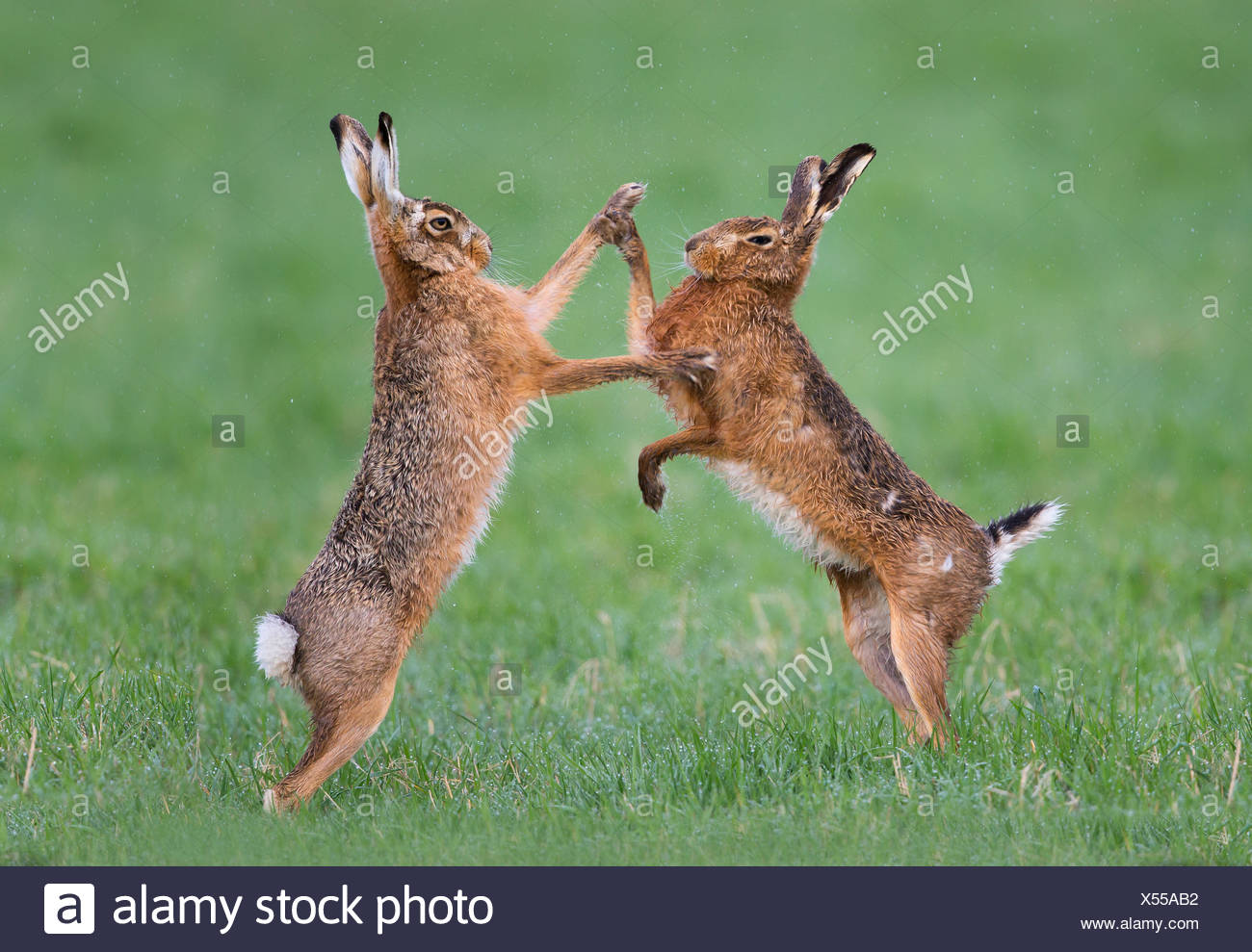The Hares High Resolution Stock Photography and Images - Alamy