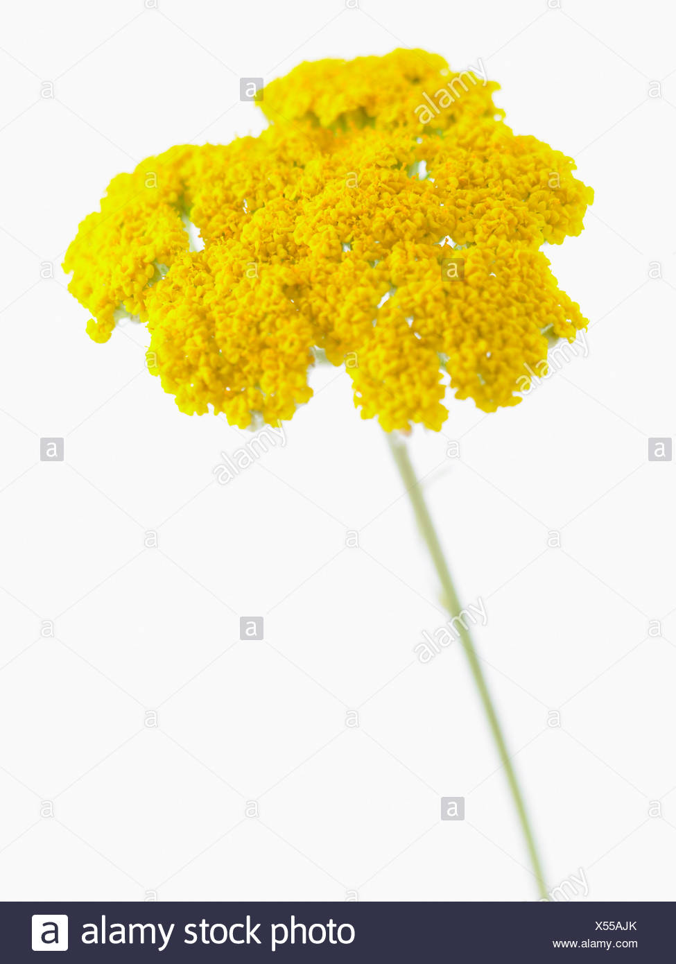 Yellow Achillea Flower High Resolution Stock Photography and Images - Alamy