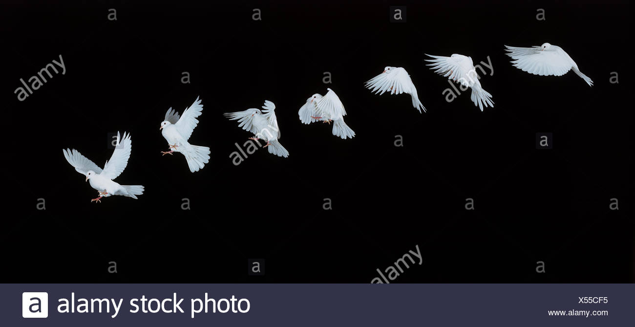 White Doves In Flying High Resolution Stock Photography and Images - Alamy