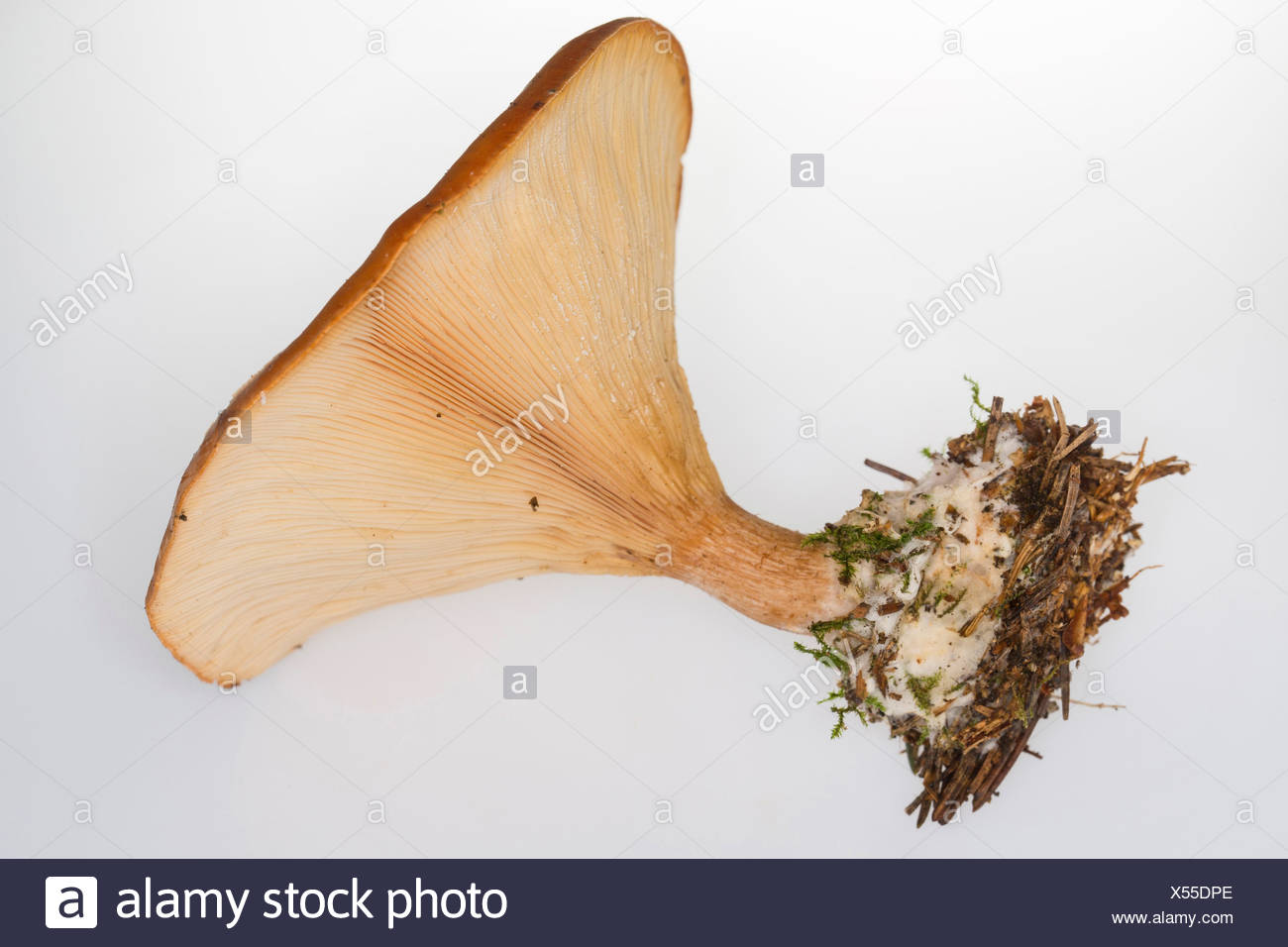Club Root Fungus High Resolution Stock Photography and Images - Alamy