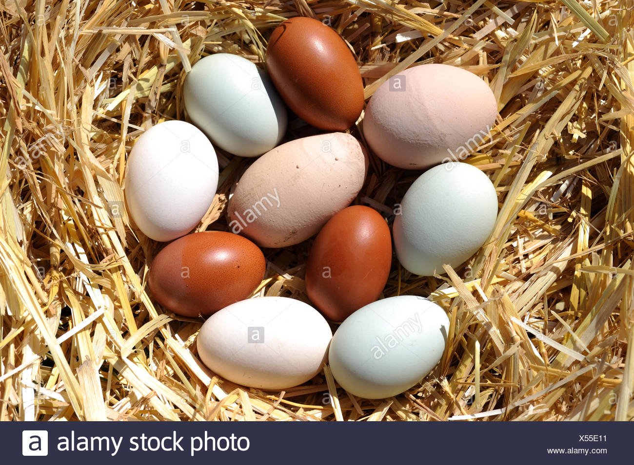 Breed Of Hens High Resolution Stock Photography and Images - Alamy